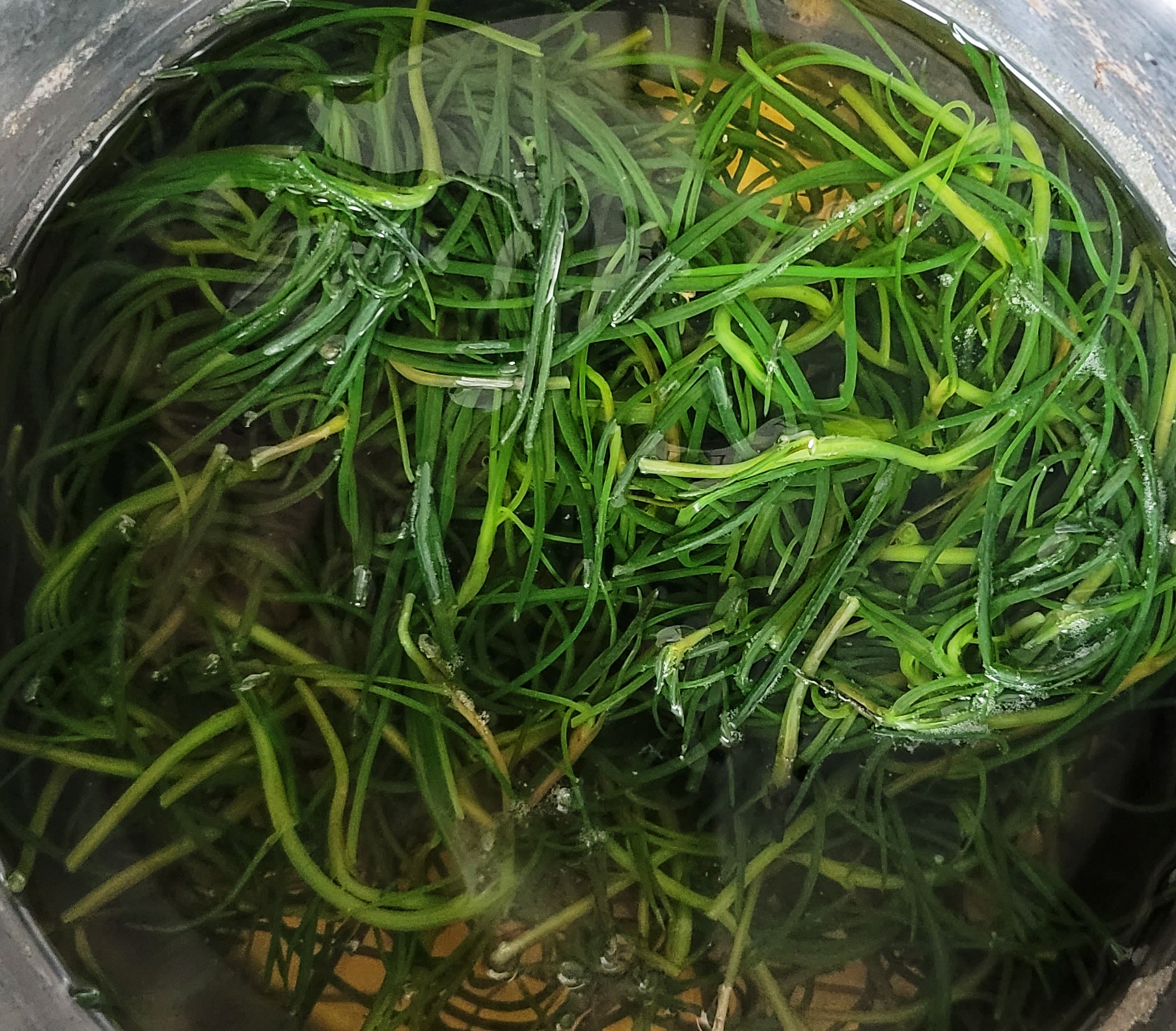 Agretti (Monk's beard) Nests with Fried Eggs - the-balanced-plate